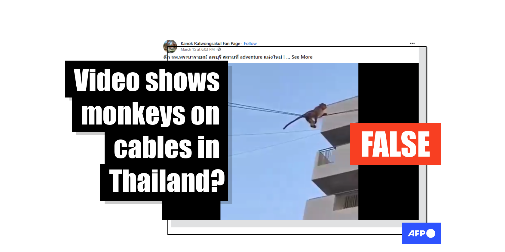 This video shows monkeys sliding down electricity cables in India ...