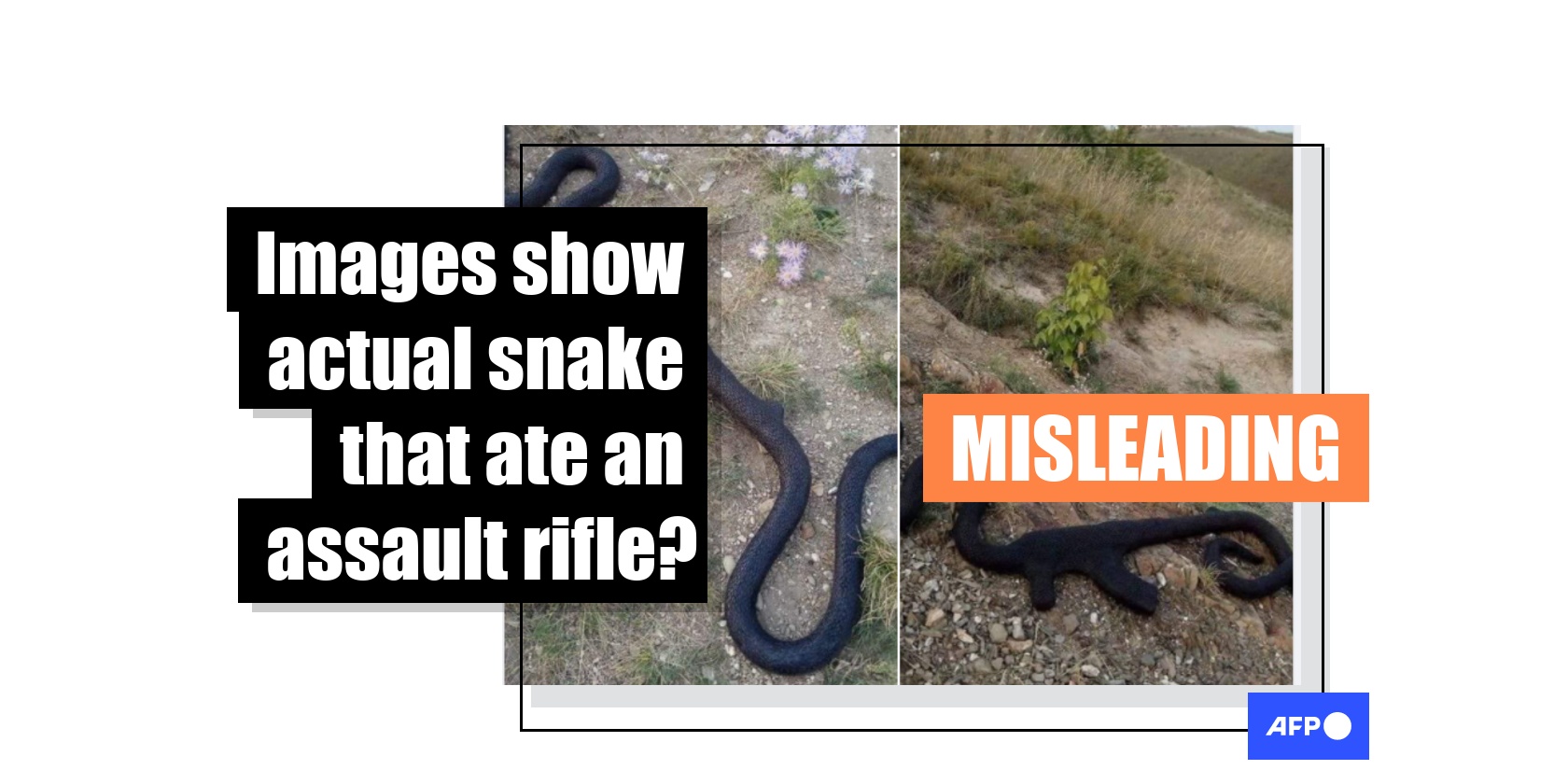 These images show a rubber sculpture, not a real snake | Fact Check