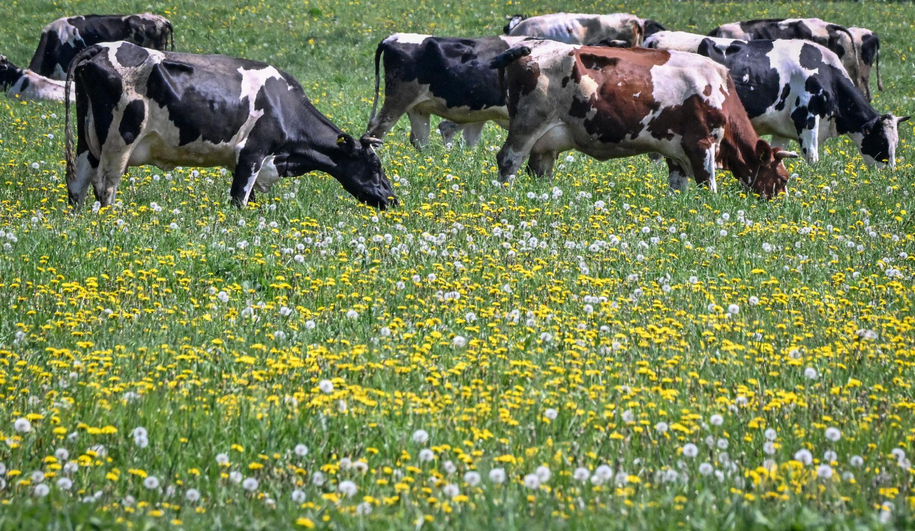 Article misleads on effect of cow emissions on global warming | Fact Check