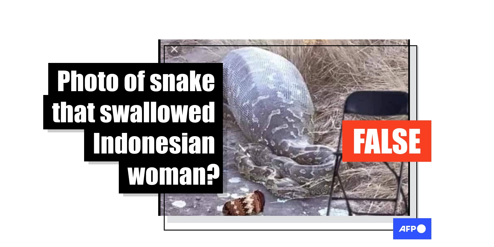 Photo shows python that ate porcupine in 2015, not Indonesian woman in ...