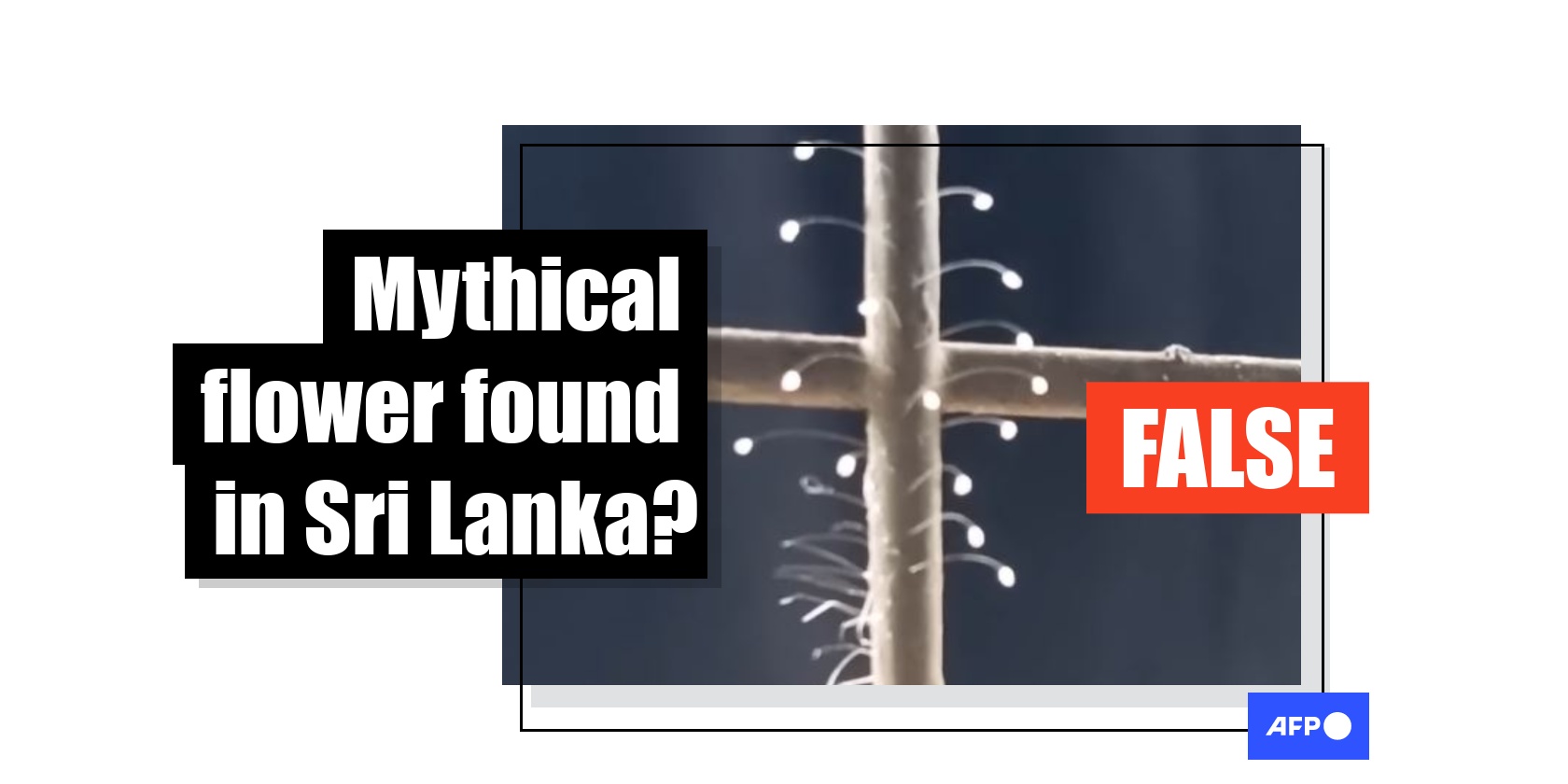Video of insect eggs falsely shared as 'rare Udumbara flower' | Fact Check