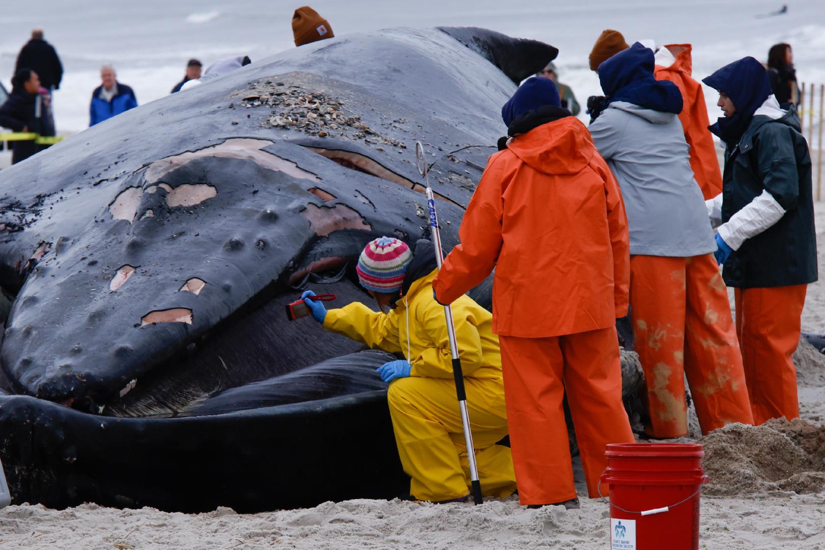 Offshore wind farms misleadingly blamed for whale deaths | Fact Check