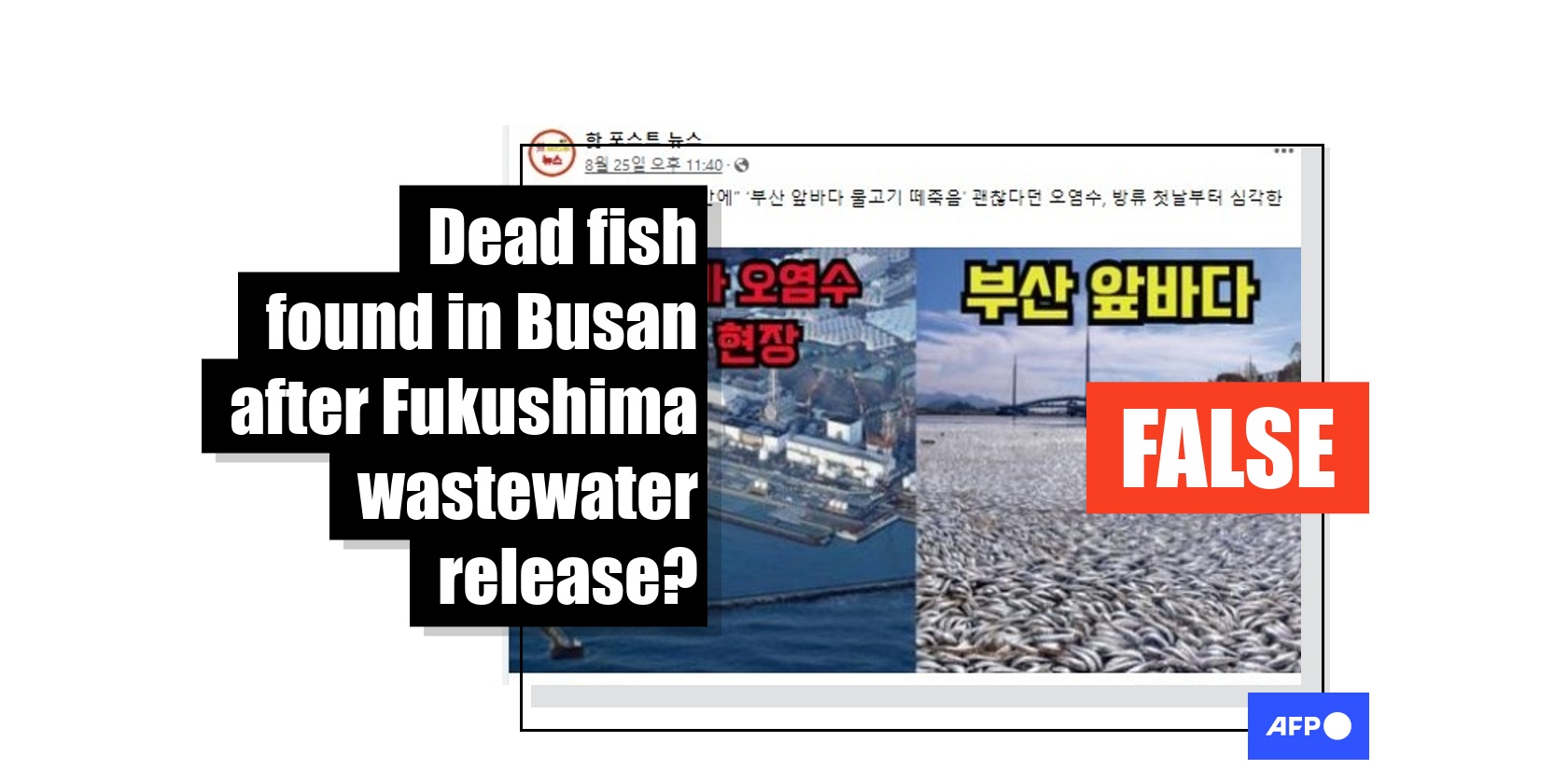 Old photo of dead fish in harbour falsely linked to Fukushima ...