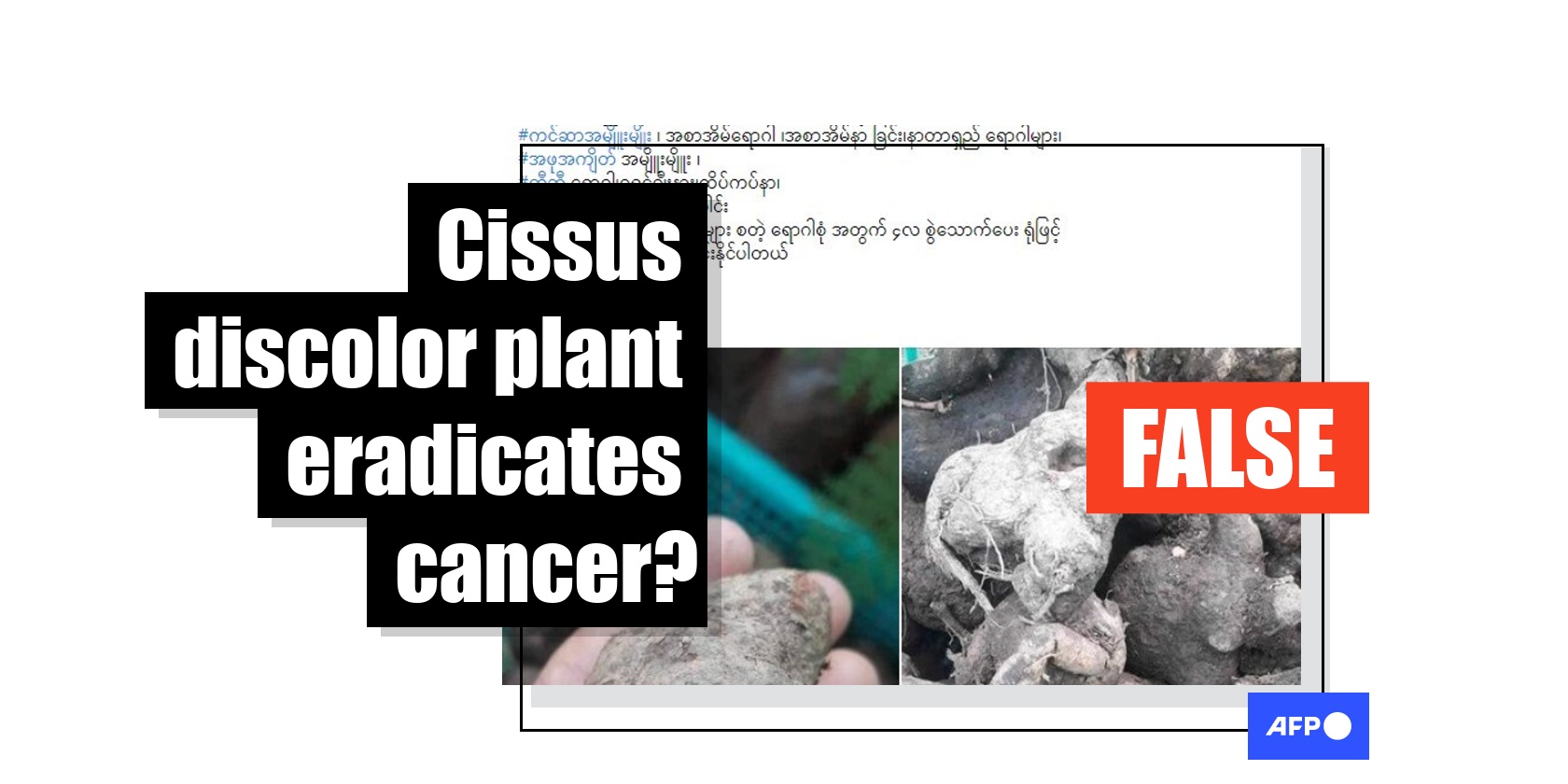 Cissus discolor plant not a proven cure for cancer: experts | Fact Check