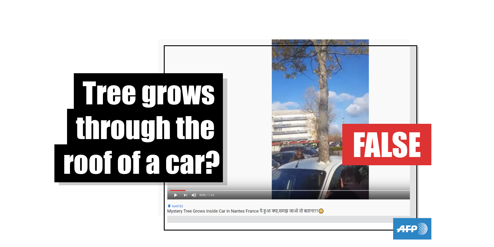 The tree was part of an art installation -- it did not grow naturally ...