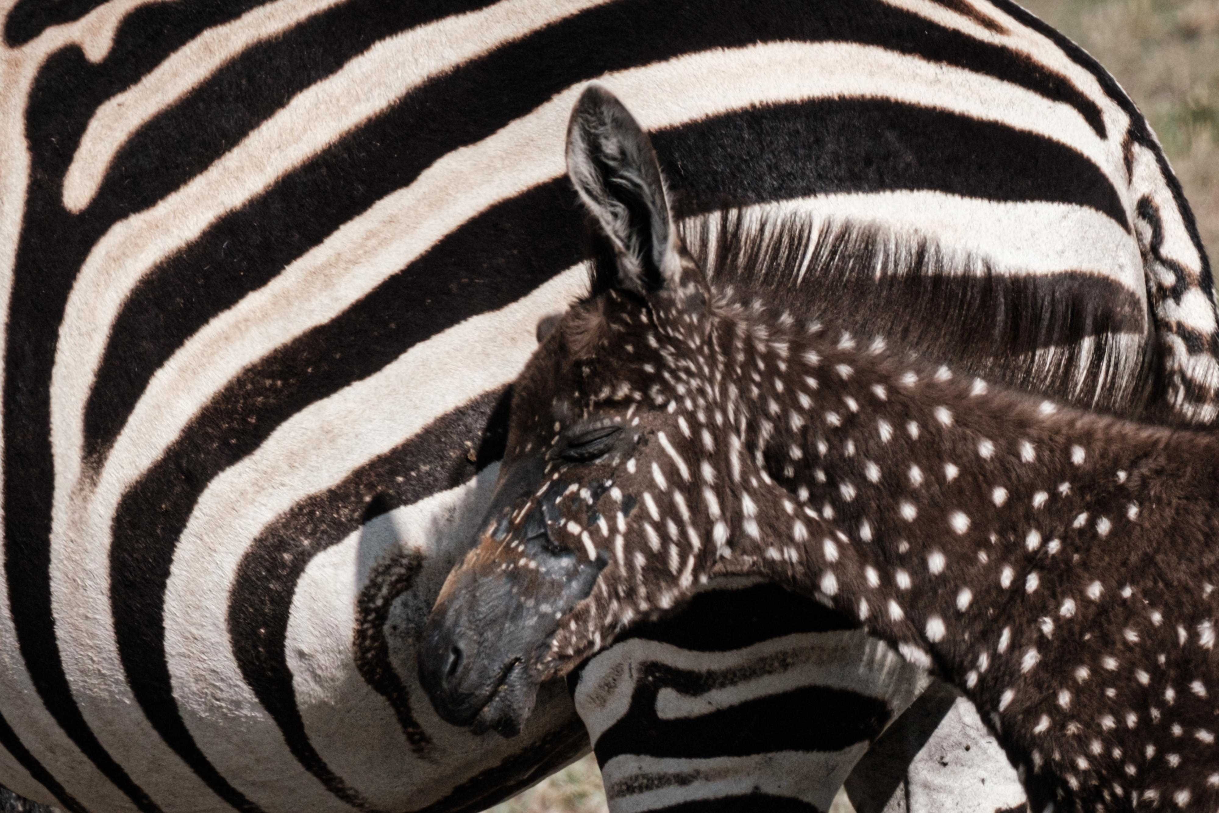 Zebra With White Spots