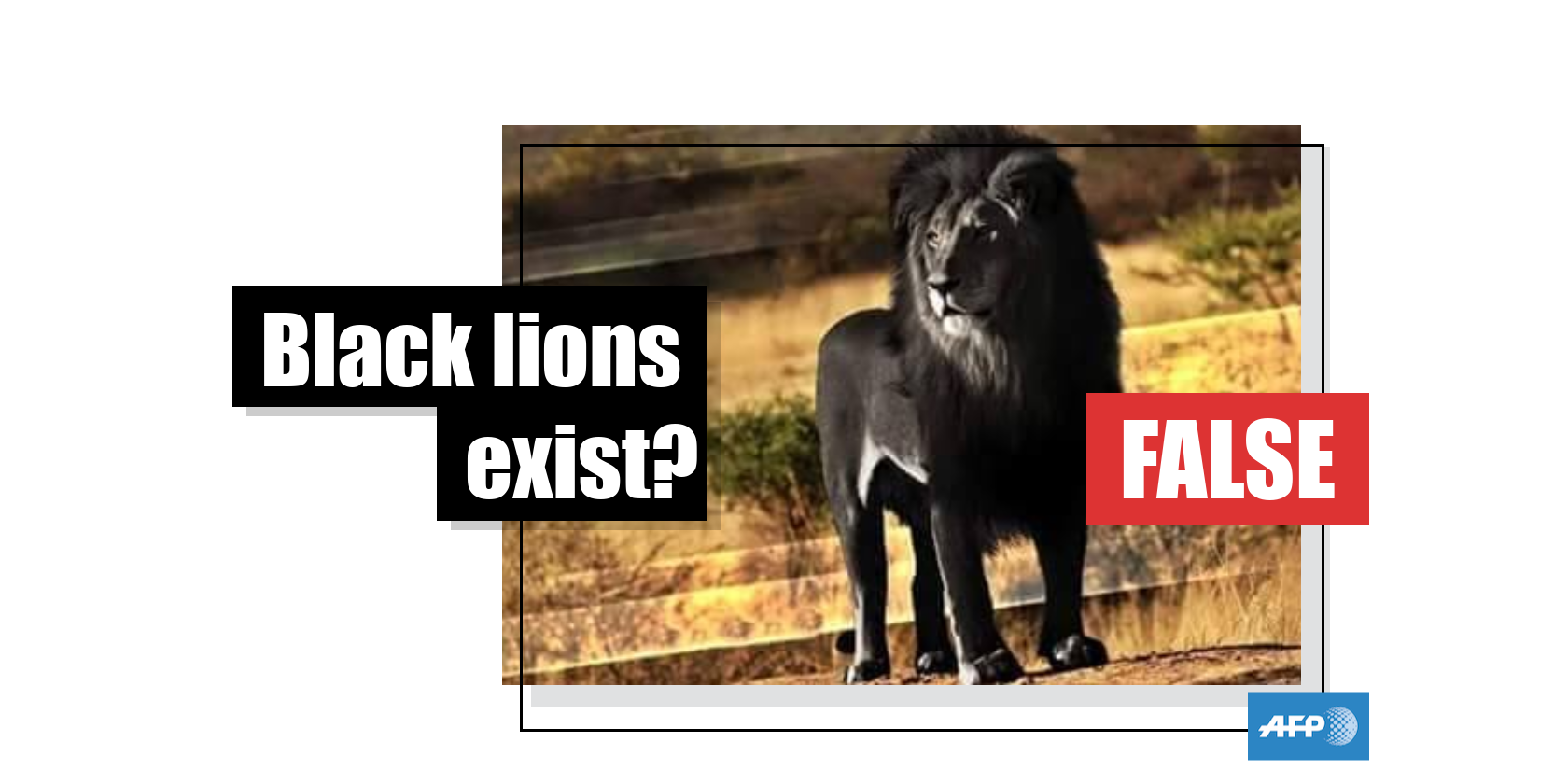 Beware the black lion: these creatures are a myth | Fact Check