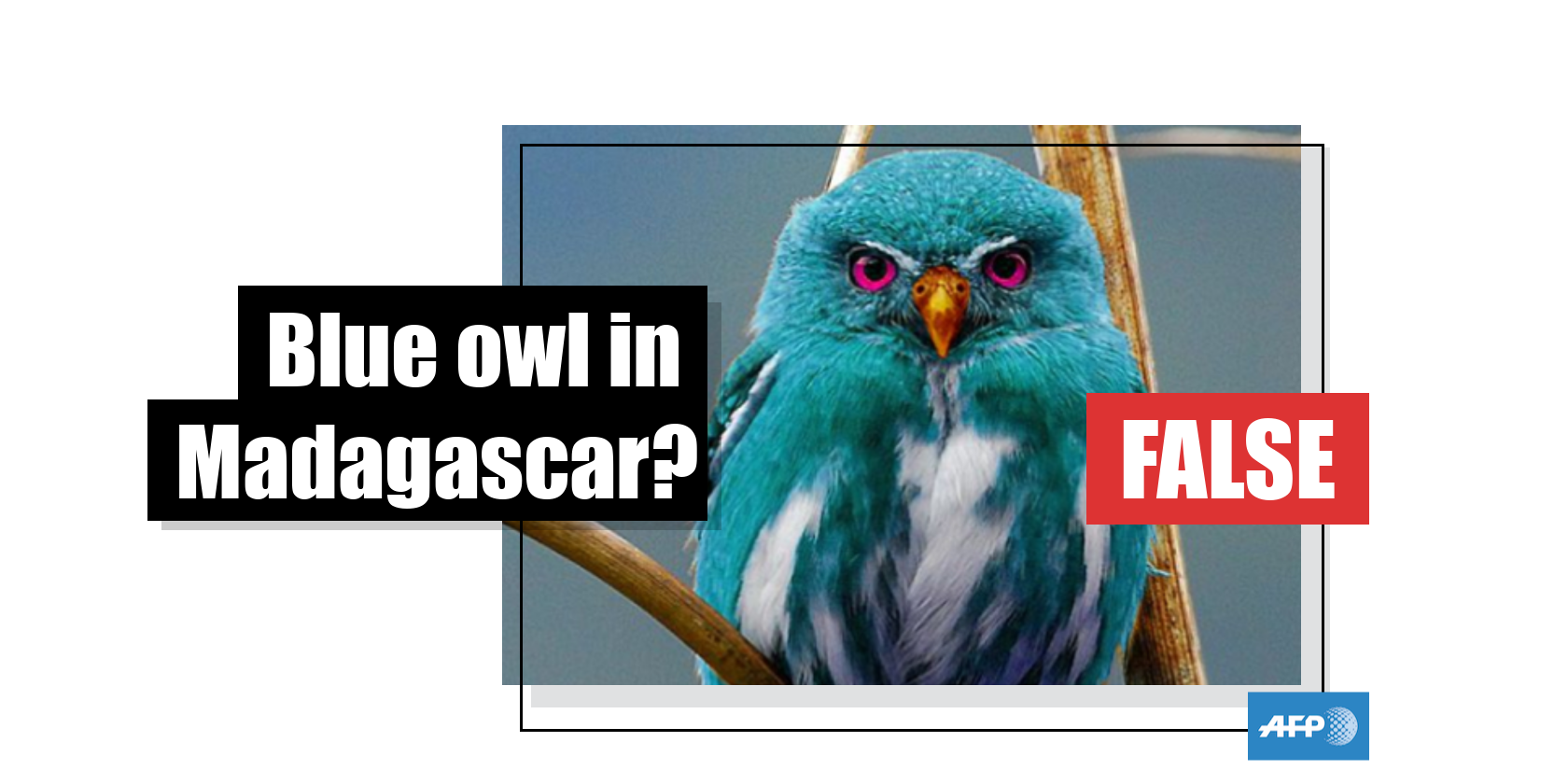 Blue Nose Owl
