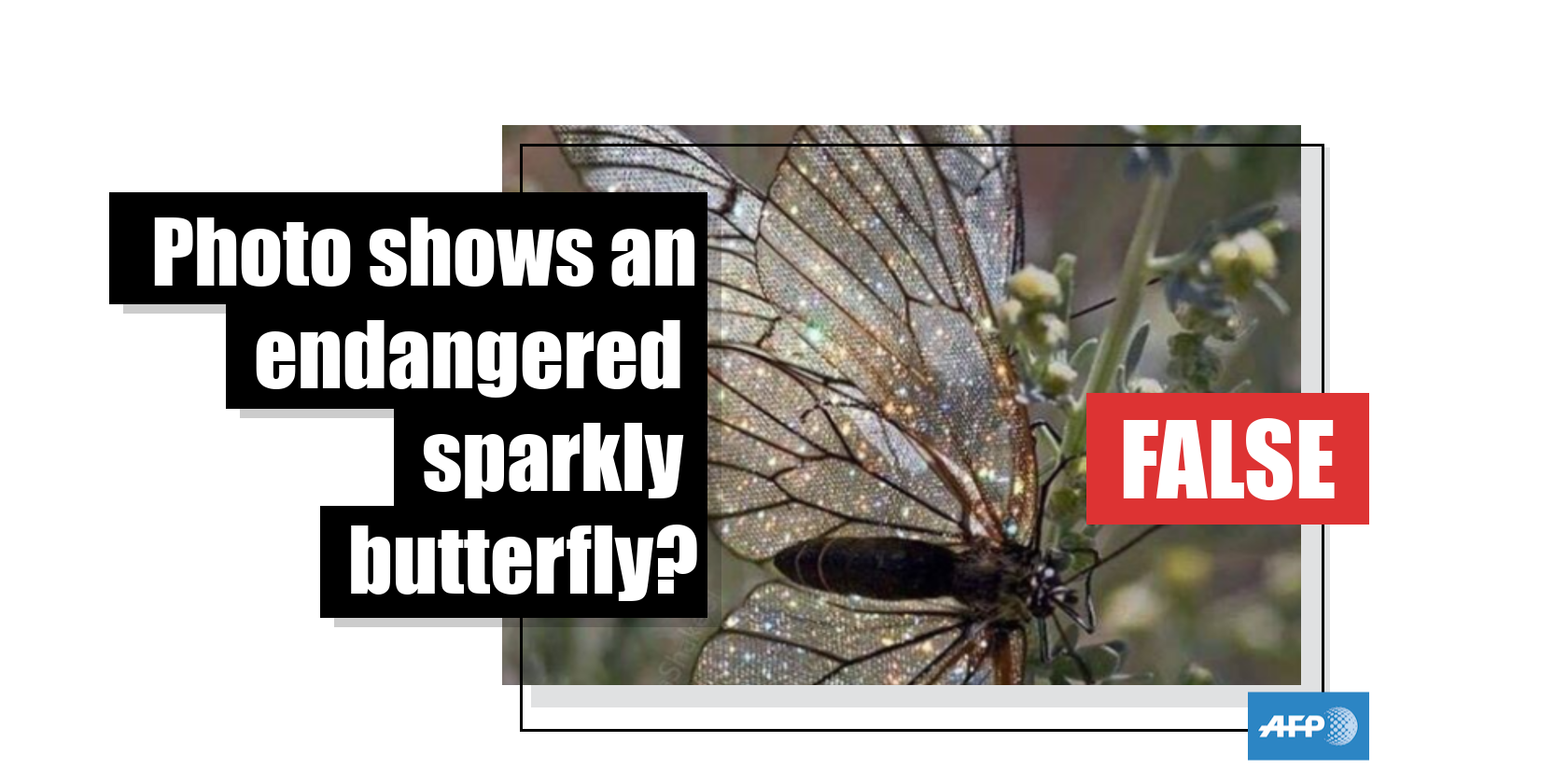 No, this is not a photo of an endangered butterfly | Fact Check