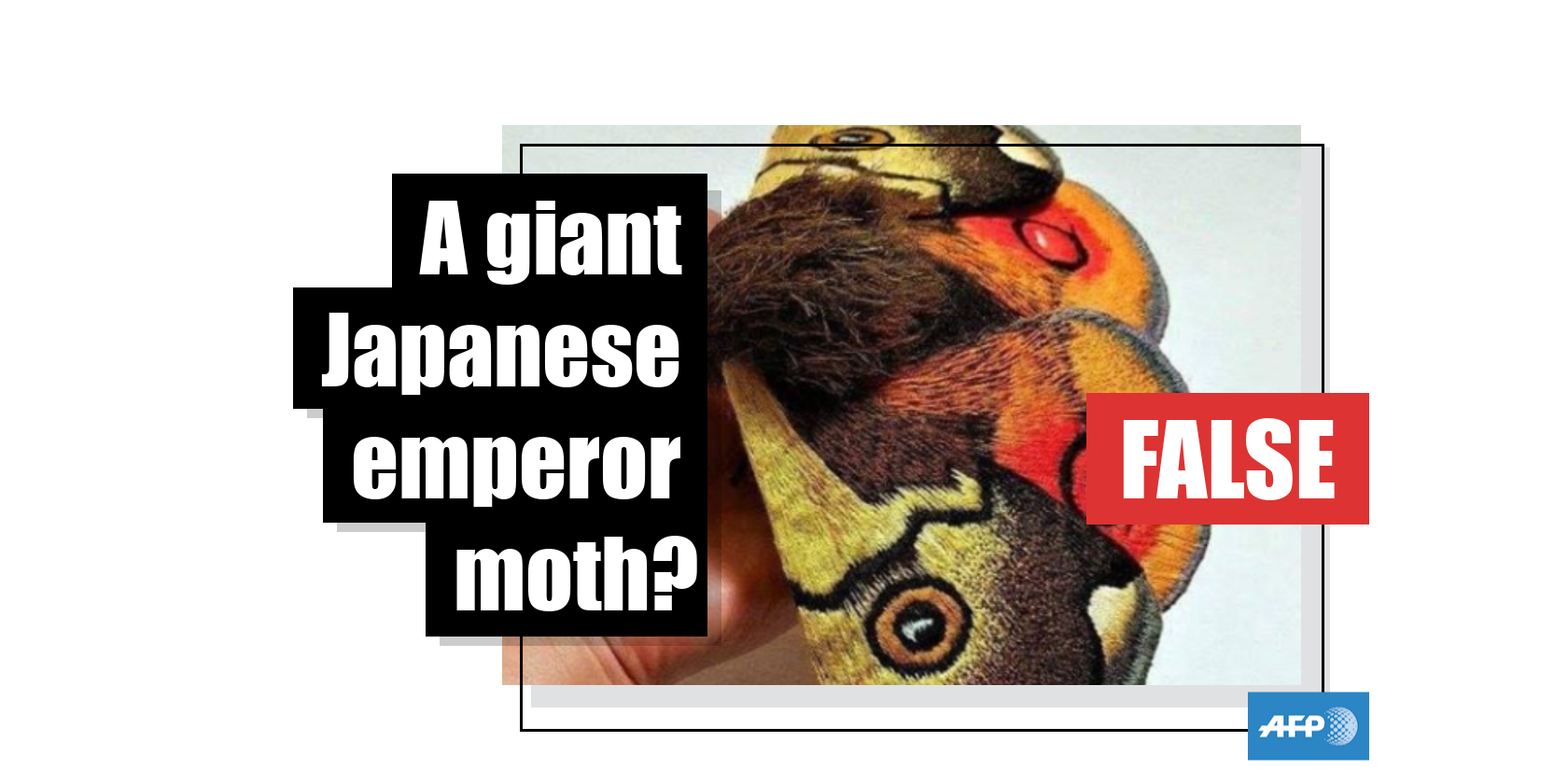 No, this is not a photo of a giant Japanese emperor moth | Fact Check