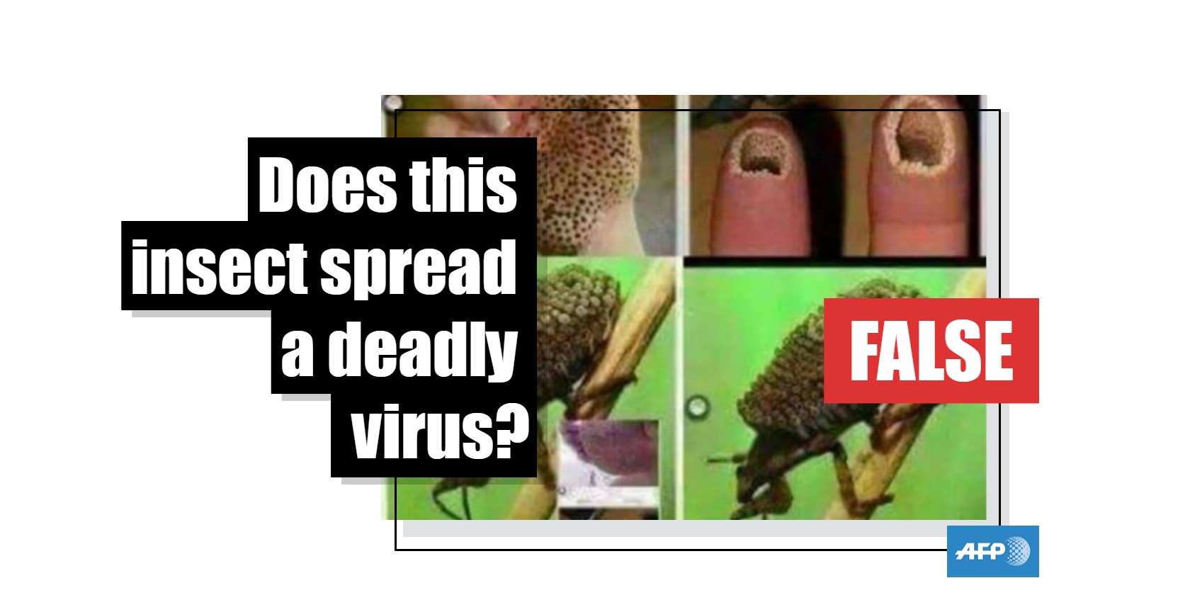 No, this insect does not spread a deadly virus | Fact Check