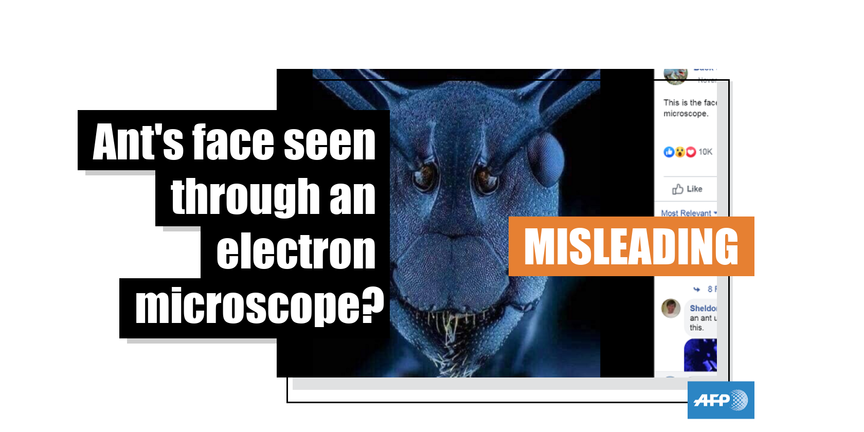 This is a macro photograph of an ant taken with stacked lenses | Fact Check