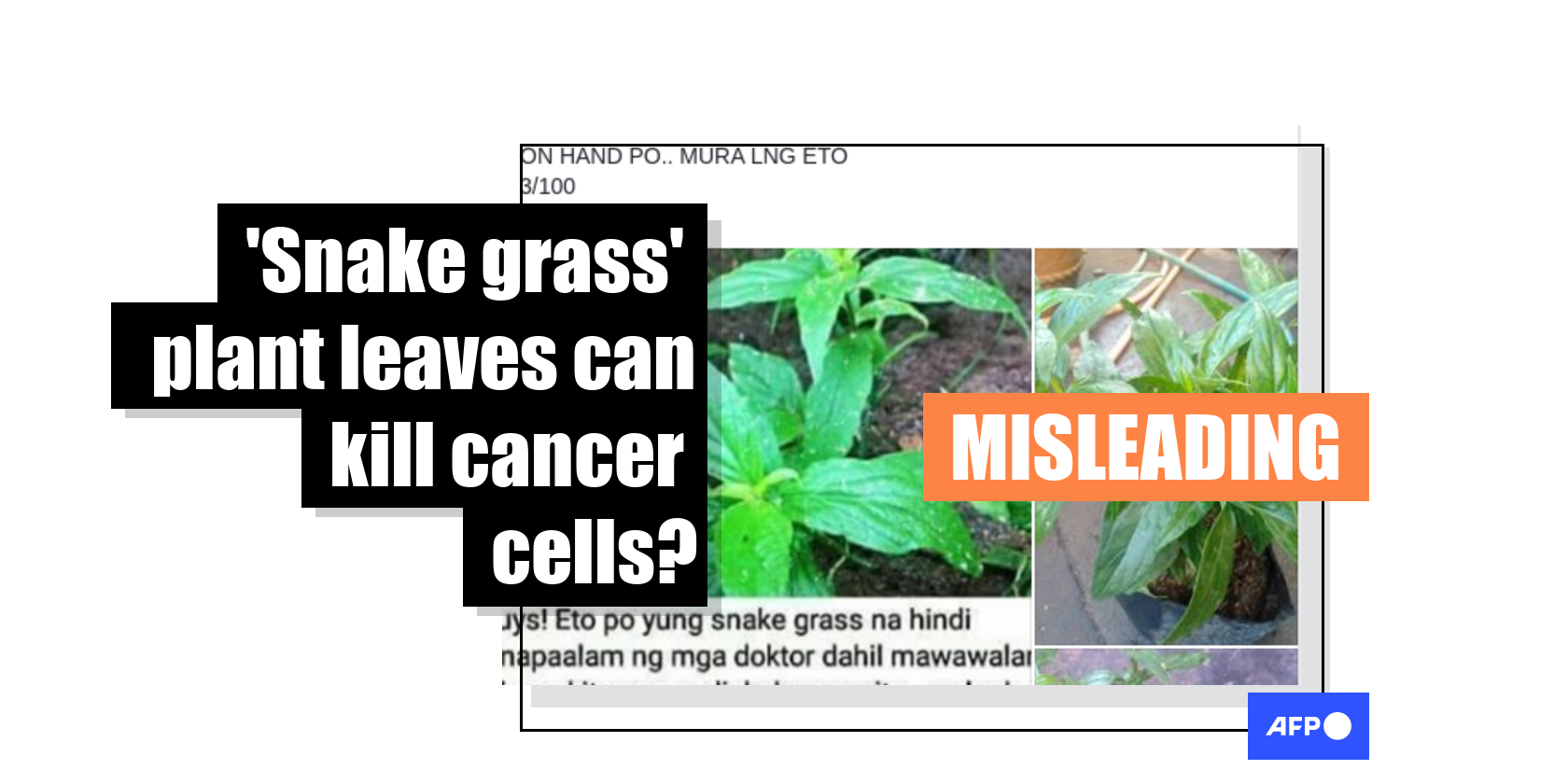 There is no evidence that 'snake grass' can kill cancer cells, experts ...