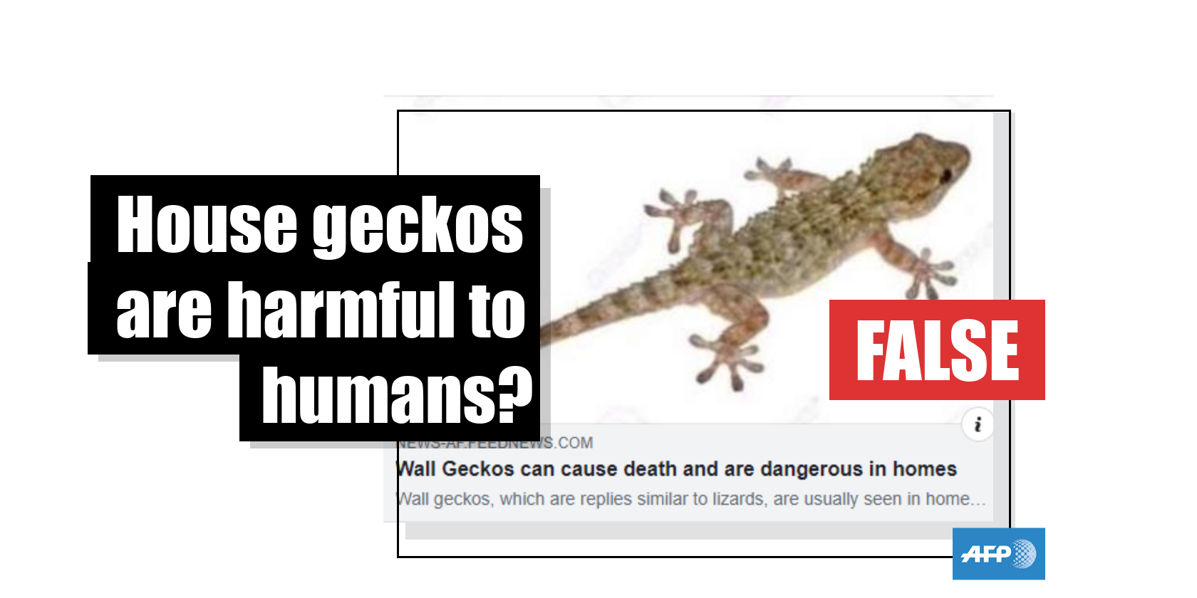 Experts say that geckos pose no threat to people | Fact Check