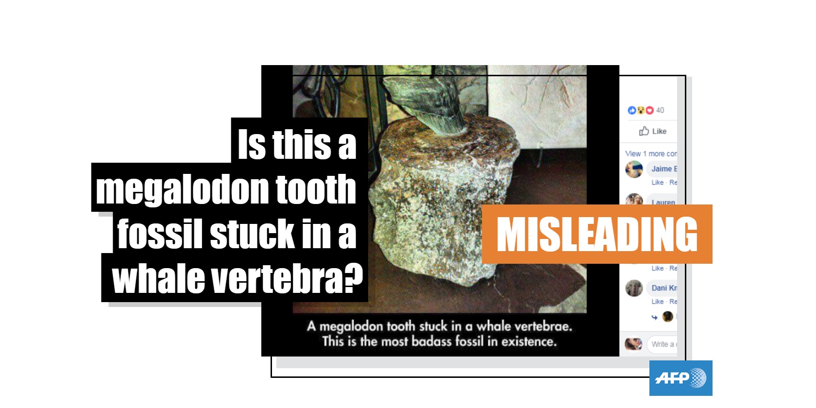 Megalodontand In Walviswervels Giant Megalodon Ultra High Relief