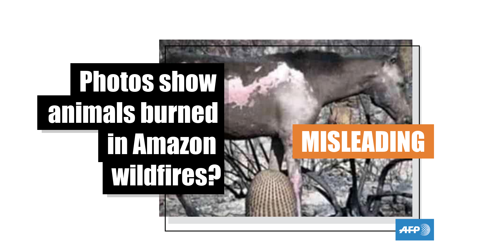 Most of these photos show animals burned by forest fires outside Brazil ...