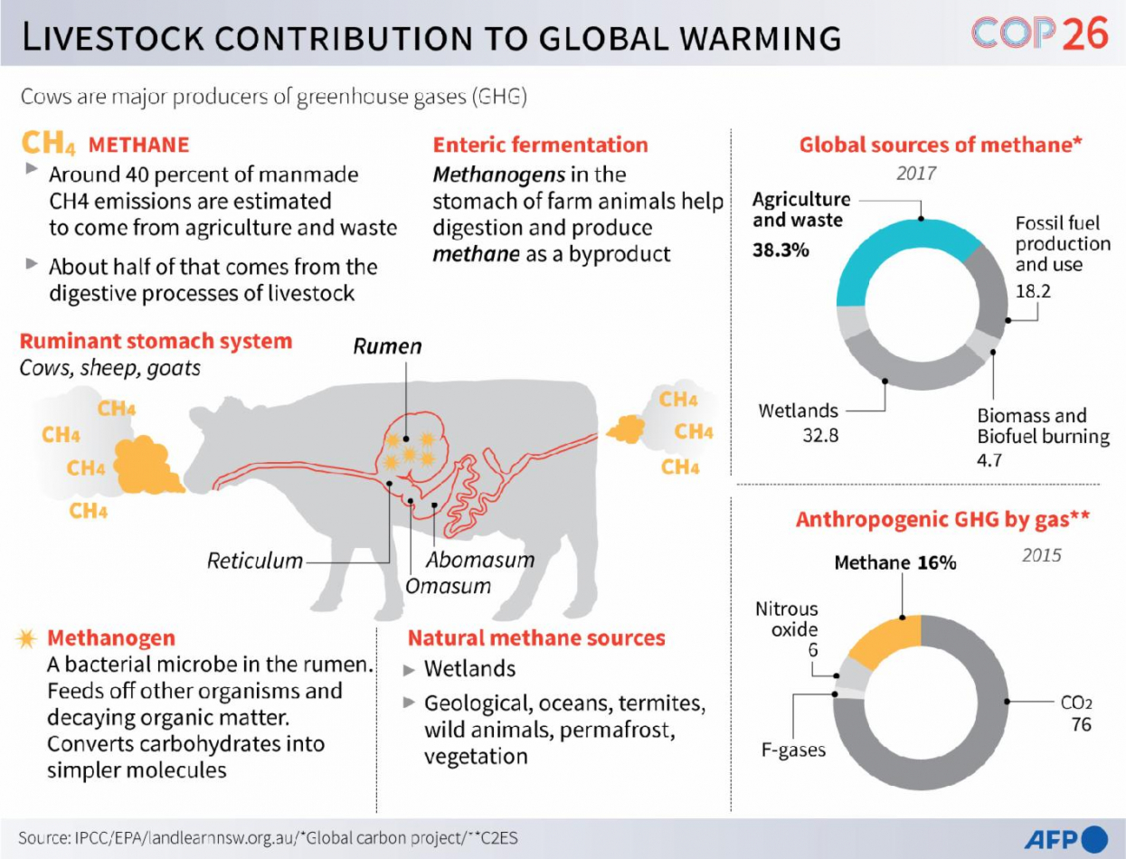 Article misleads on effect of cow emissions on global warming | Fact Check