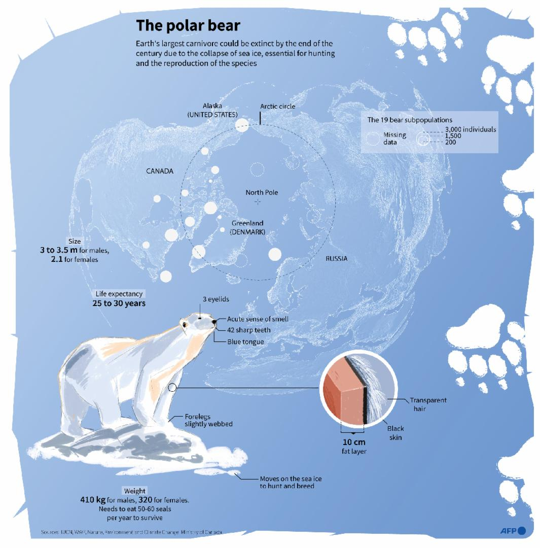Graph on polar bear population uses unreliable data | Fact Check