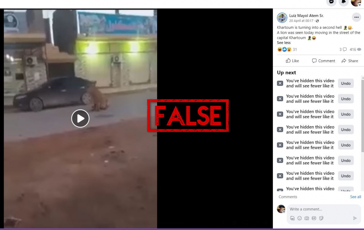 Old video of lion spotted in Libya falsely shared as filmed in Sudan ...
