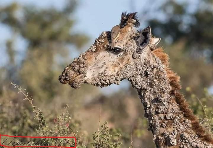 This sick giraffe is in South Africa, not Kenya as claimed online ...