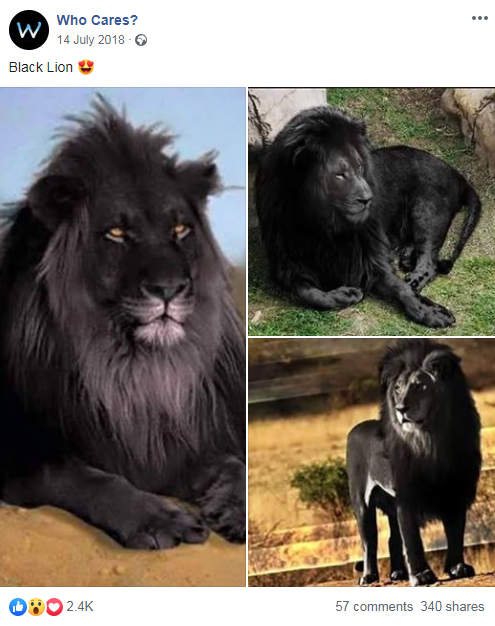 Beware the black lion: these creatures are a myth | Fact Check