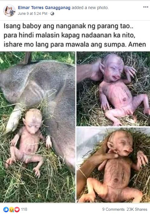 No, these photos do not show a human-like creature born to a pig | Fact ...