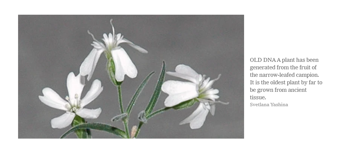 This photo does not show the discovery -- Russian scientists revived a ...