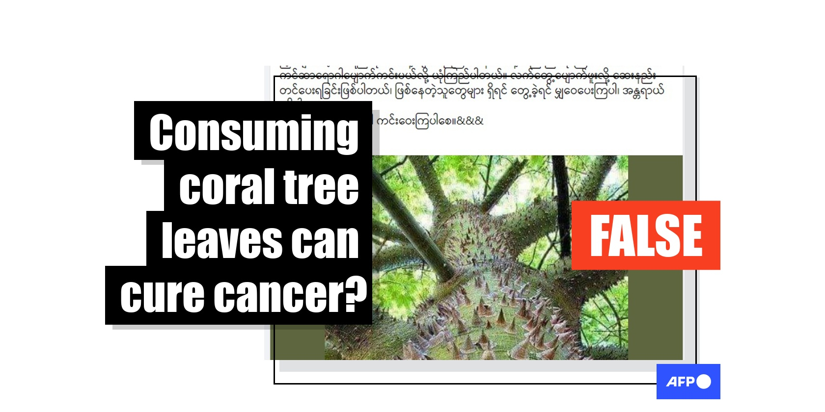 Health experts dismiss posts touting coral tree leaves as cancer cure ...