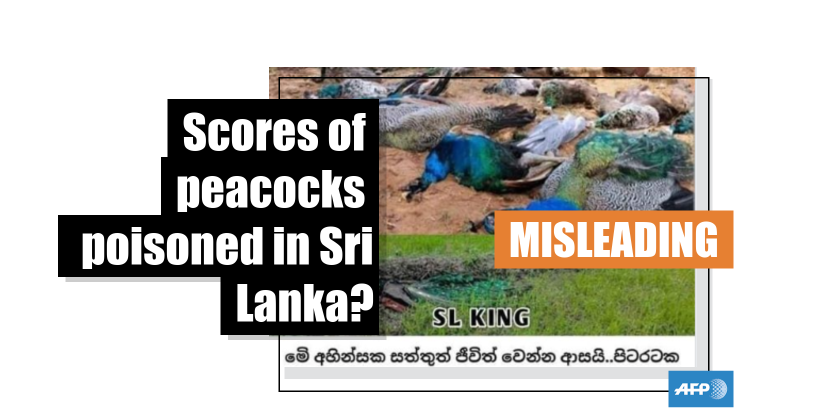These photos, taken in India and Sri Lanka, show dead peacocks whose ...