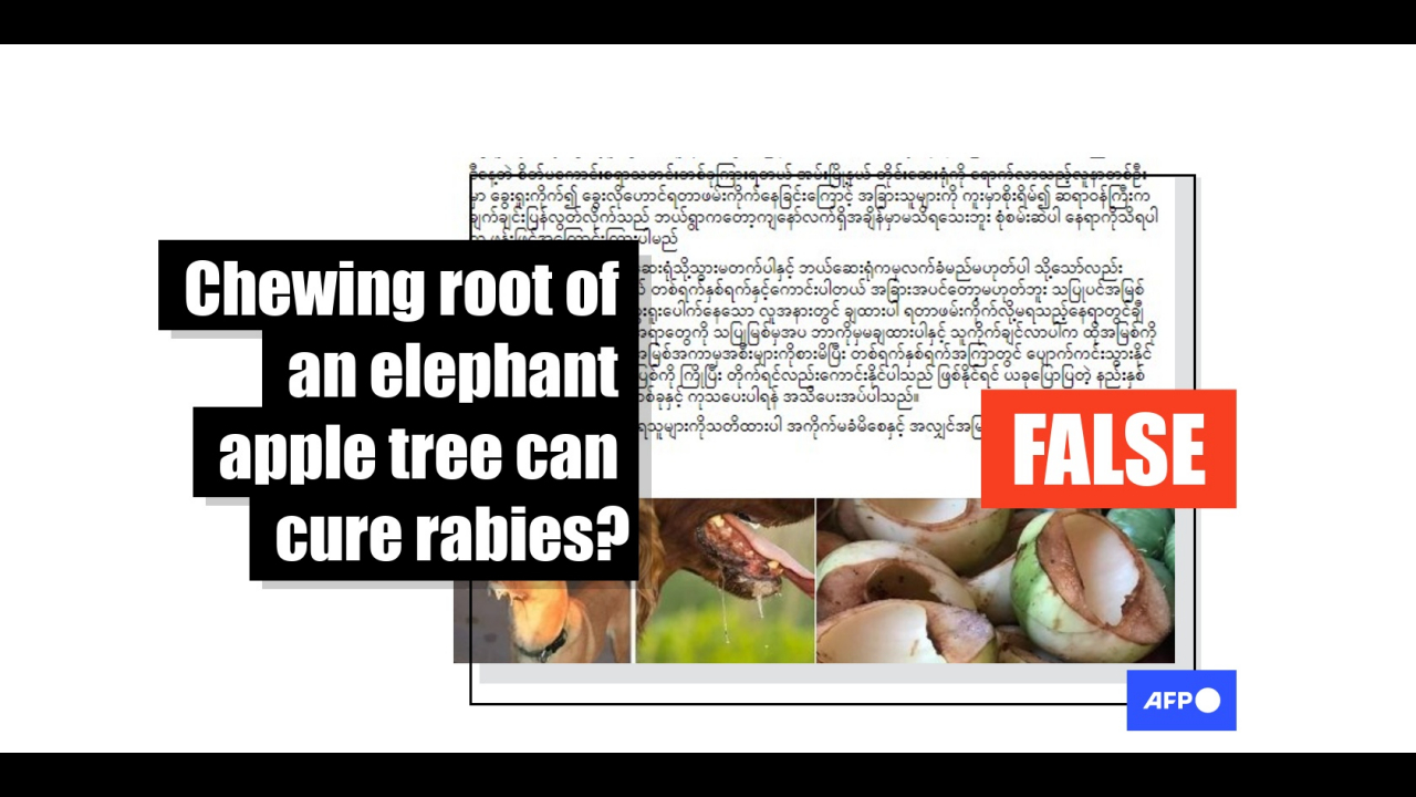 Experts say no scientific proof that root of elephant apple tree can ...